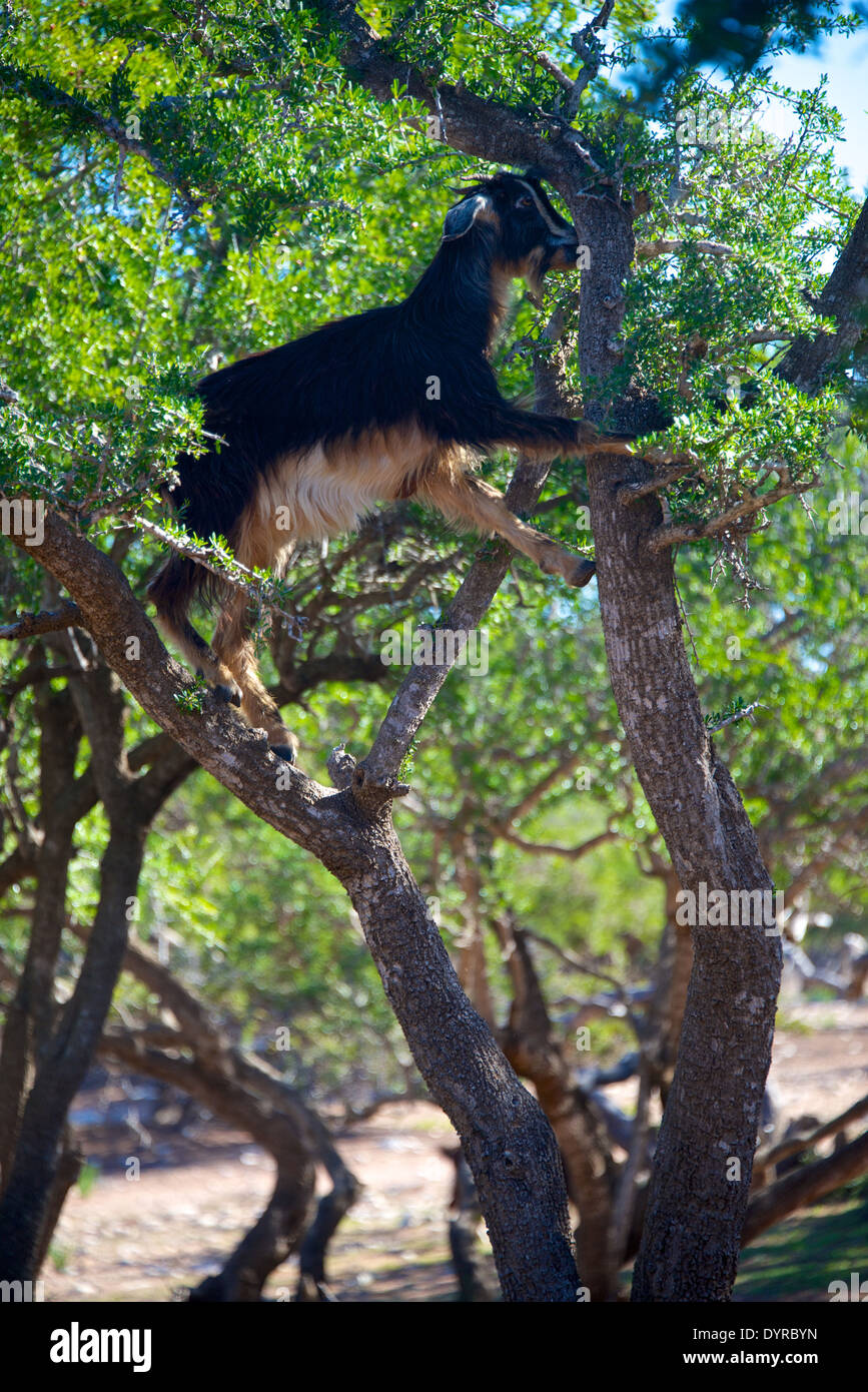Capra da terra immagini e fotografie stock ad alta risoluzione - Alamy