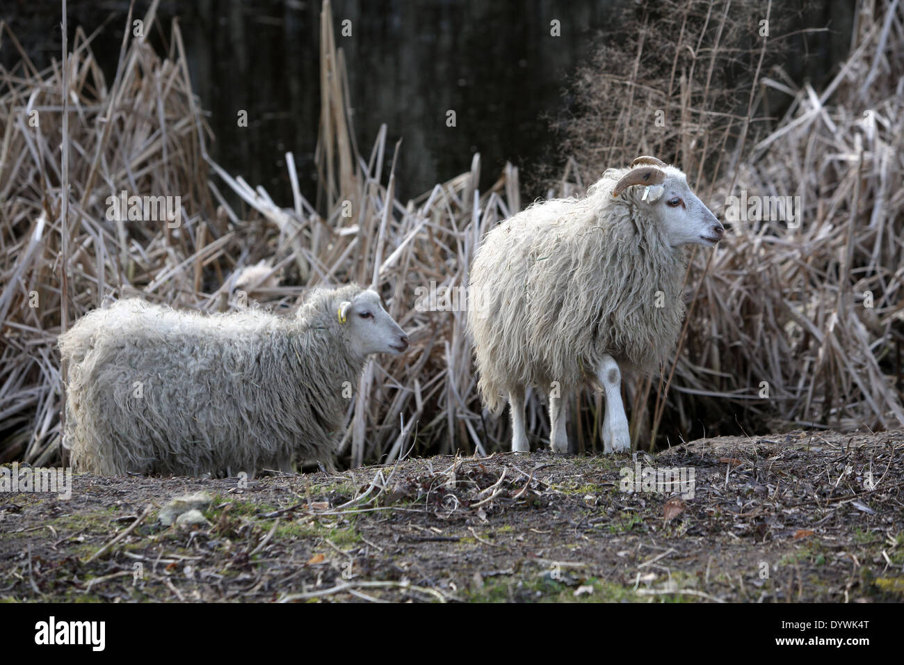 Skudde sheep immagini e fotografie stock ad alta risoluzione - Alamy