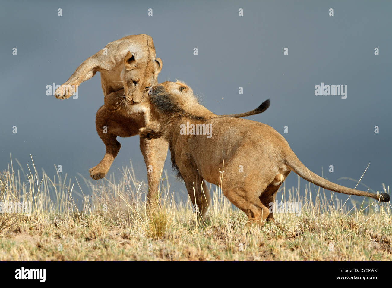 Faccia leoni leoni immagini e fotografie stock ad alta risoluzione - Alamy