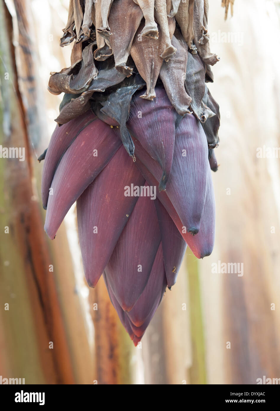 Ciclo del frutto del banano immagini e fotografie stock ad alta ...