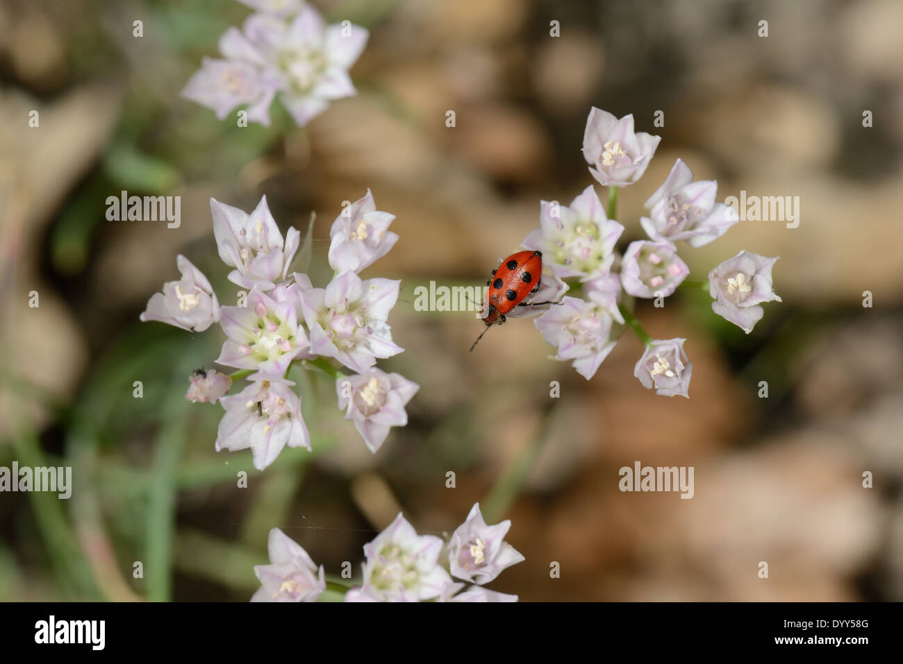 Cipolla selvatica immagini e fotografie stock ad alta risoluzione - Alamy