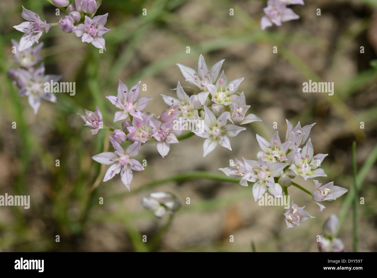 Cipolla selvatica immagini e fotografie stock ad alta risoluzione - Alamy