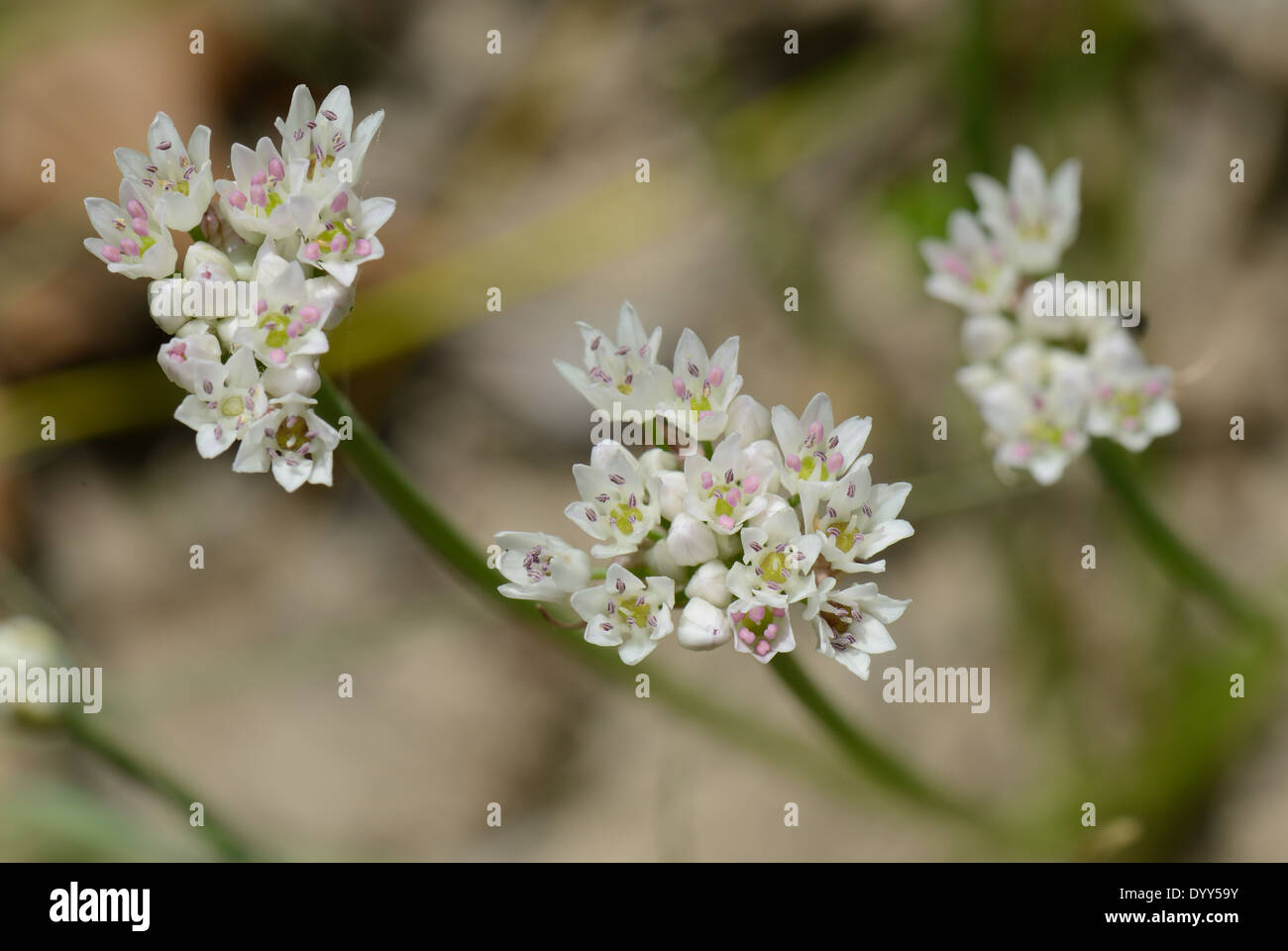 Cipolla selvatica immagini e fotografie stock ad alta risoluzione - Alamy