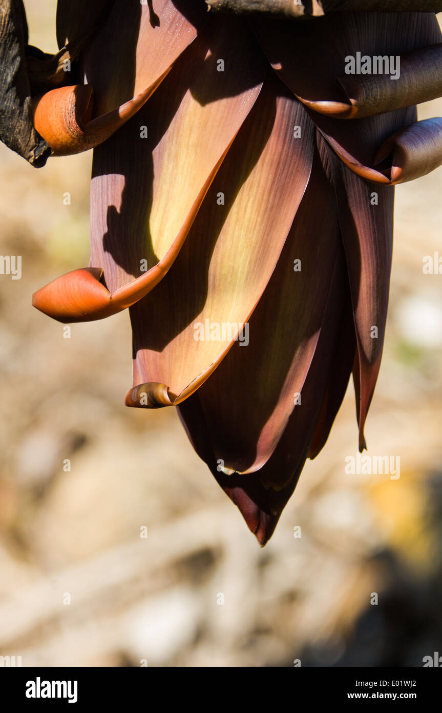 Forma di banana immagini e fotografie stock ad alta risoluzione - Alamy
