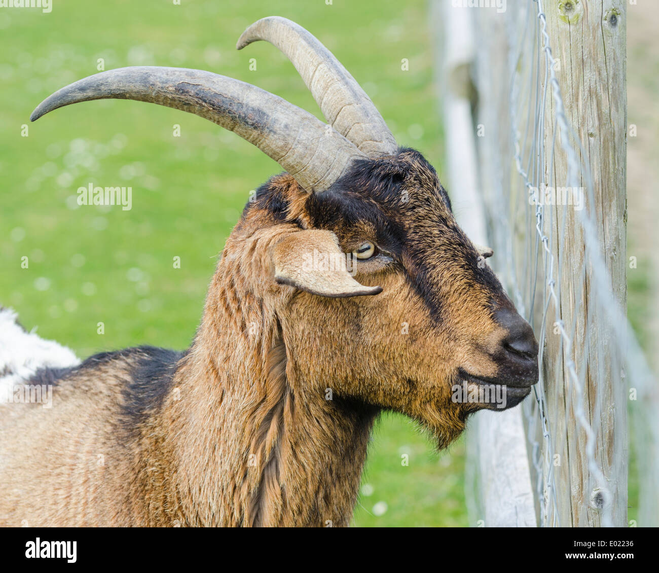 Capra dietro la recinzione immagini e fotografie stock ad alta ...