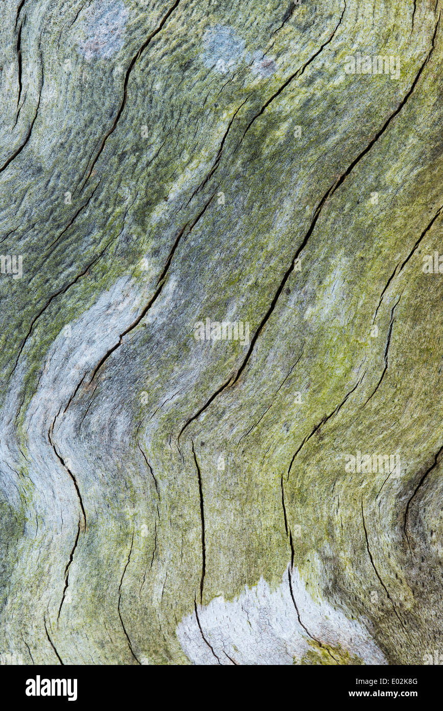 Legno di quercia immagini e fotografie stock ad alta risoluzione - Alamy