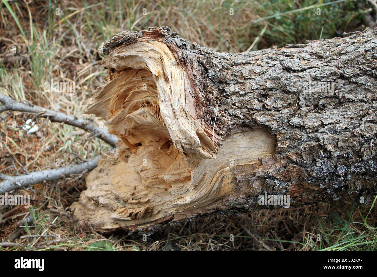 Radica di cedro immagini e fotografie stock ad alta risoluzione - Alamy