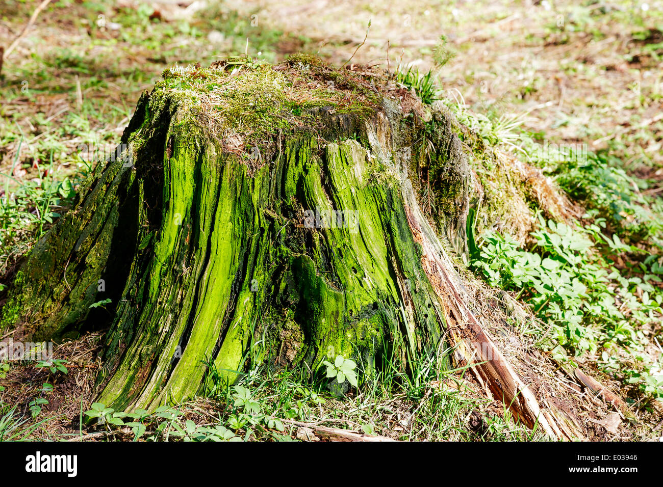 Ceppo di albero immagini e fotografie stock ad alta risoluzione - Alamy