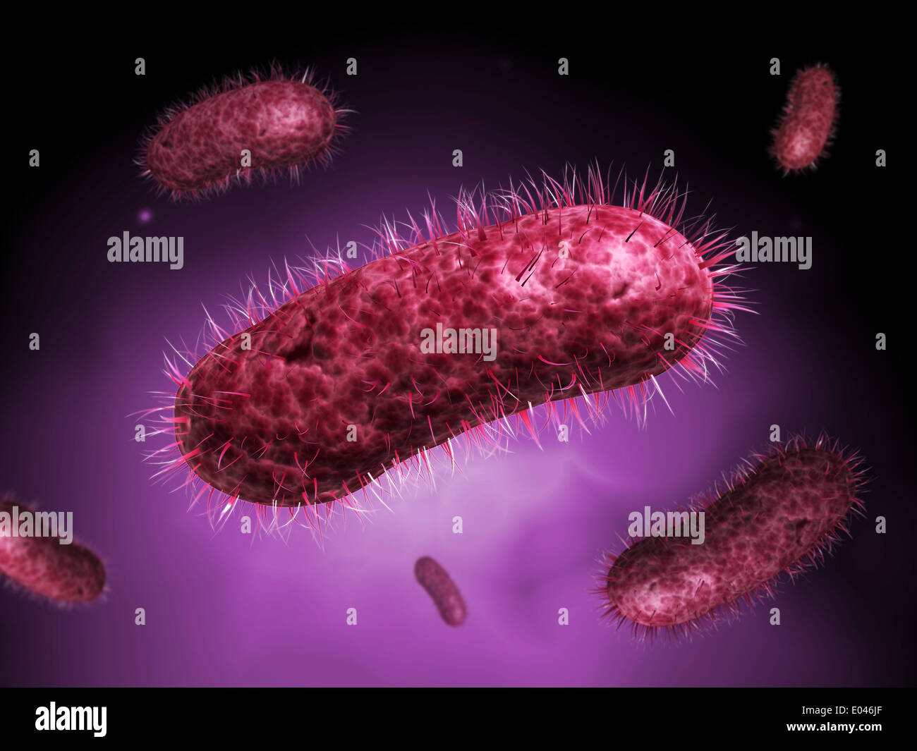 Cólera bacteria immagini e fotografie stock ad alta risoluzione - Alamy