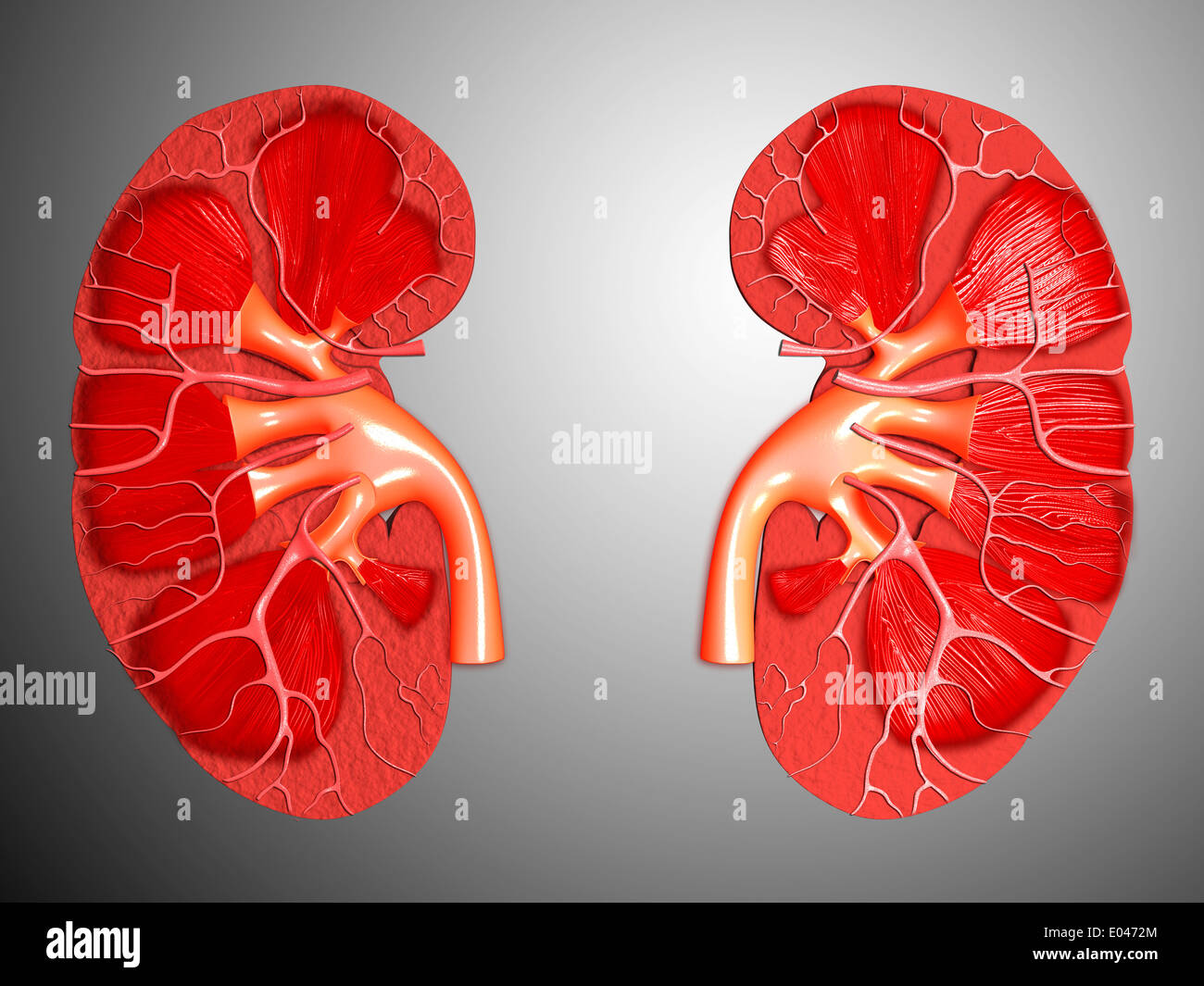 Piramidi Renali Immagini e Fotos Stock - Alamy