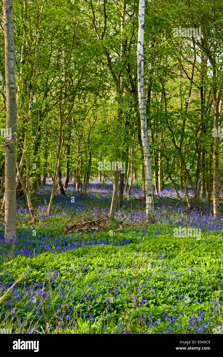 Radura boschiva o compensazione immagini e fotografie stock ad alta ...
