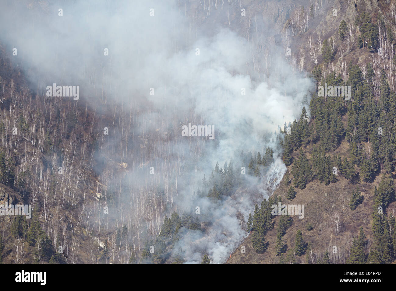 Foresta del fuoco immagini e fotografie stock ad alta risoluzione - Alamy