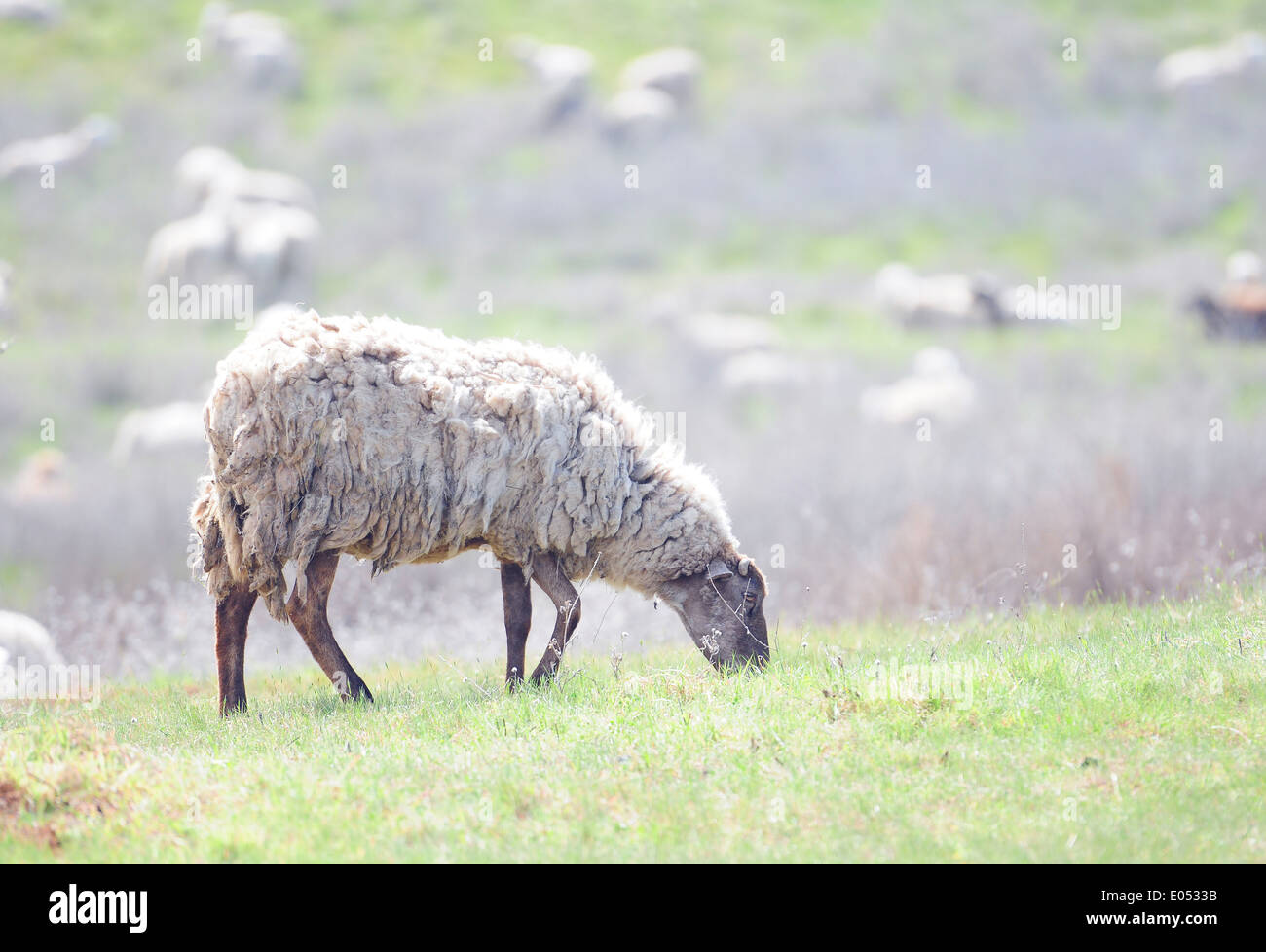 Creazione di pecore immagini e fotografie stock ad alta risoluzione - Alamy