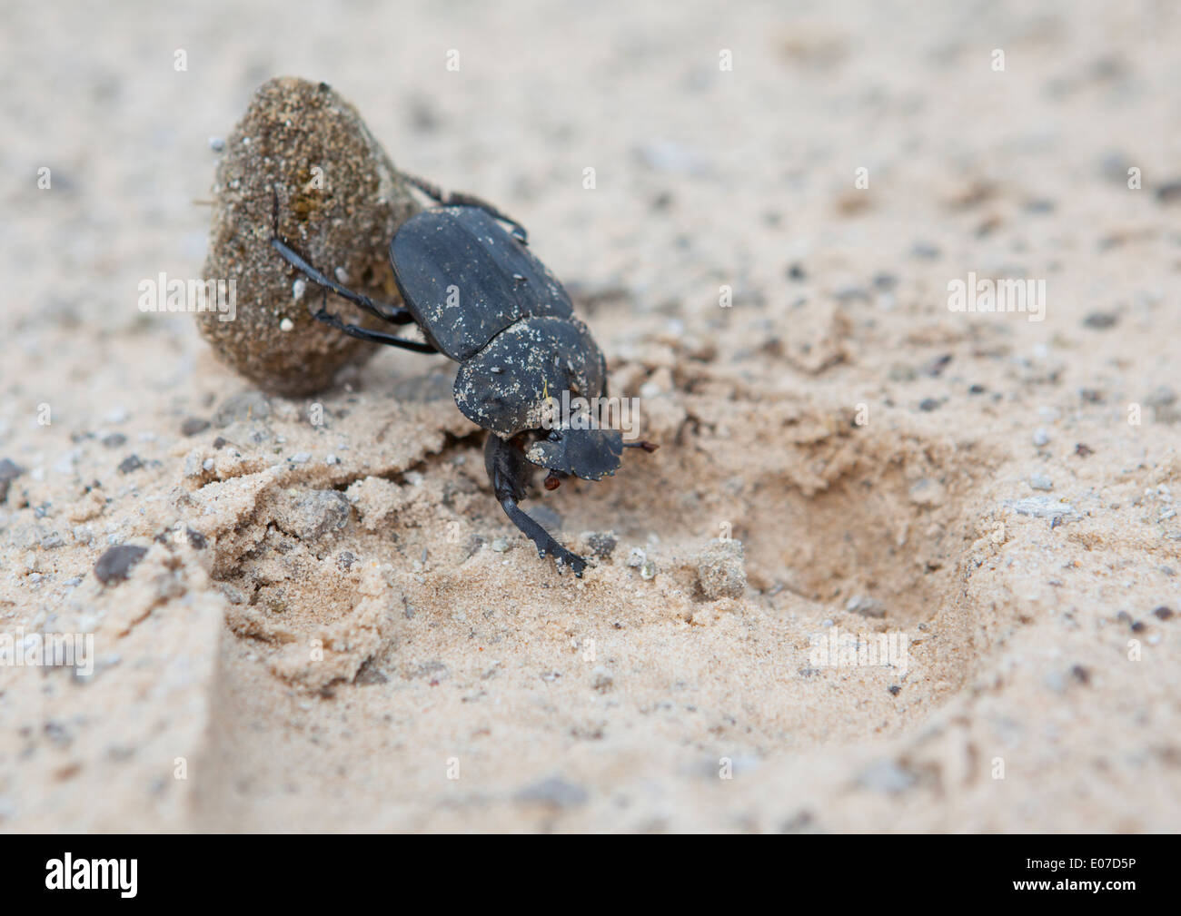 Africa namib desert beetle immagini e fotografie stock ad alta ...
