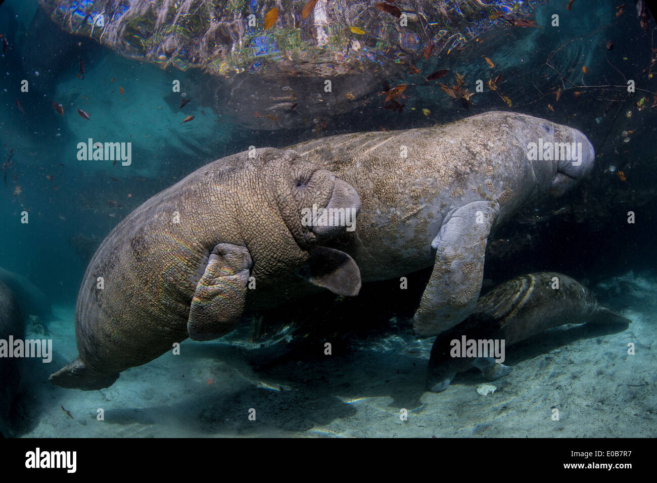 Rifugio dei lamantino immagini e fotografie stock ad alta risoluzione ...