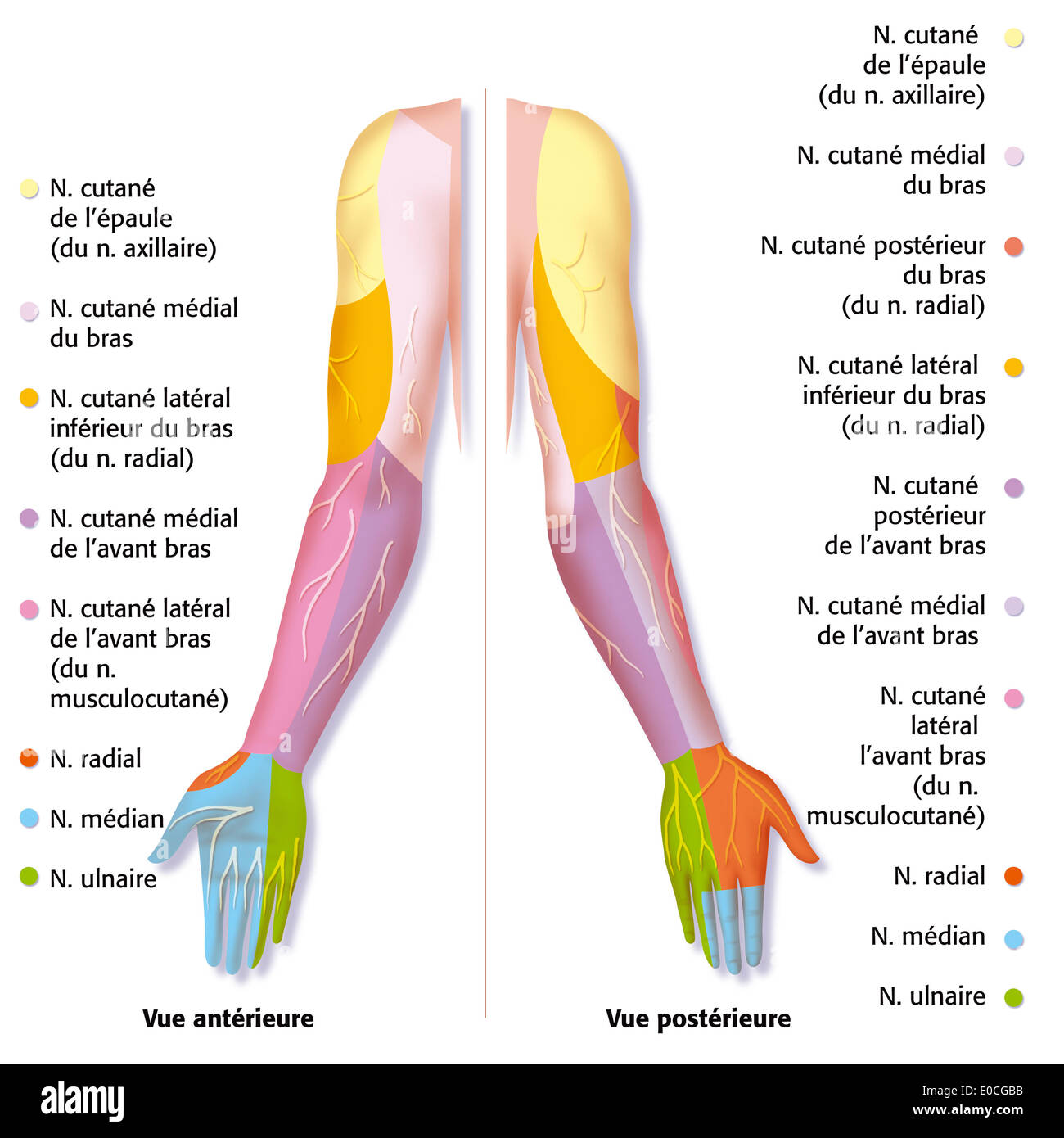 Radial nerve immagini e fotografie stock ad alta risoluzione - Alamy