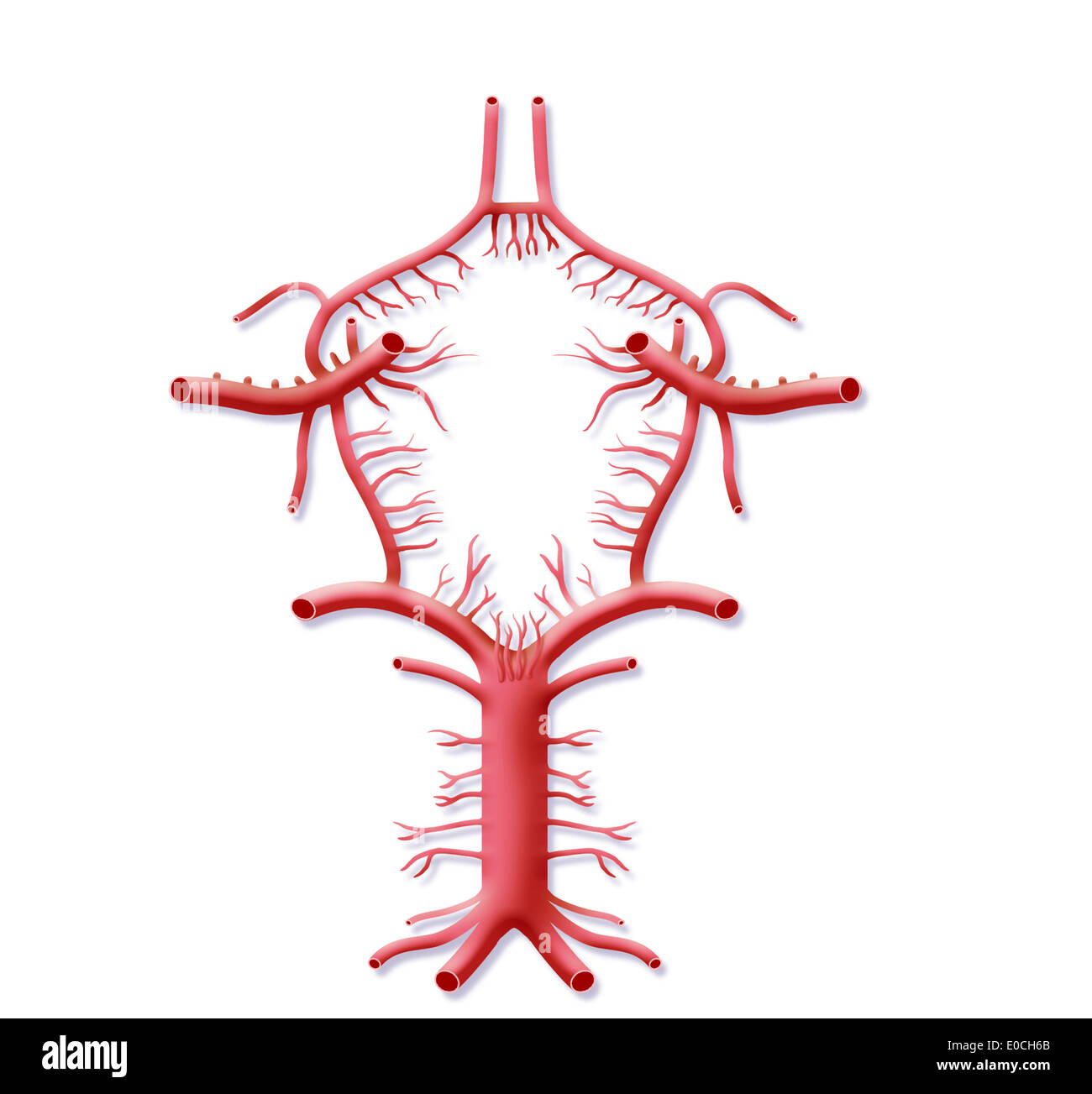 Circolo di willis immagini e fotografie stock ad alta risoluzione - Alamy