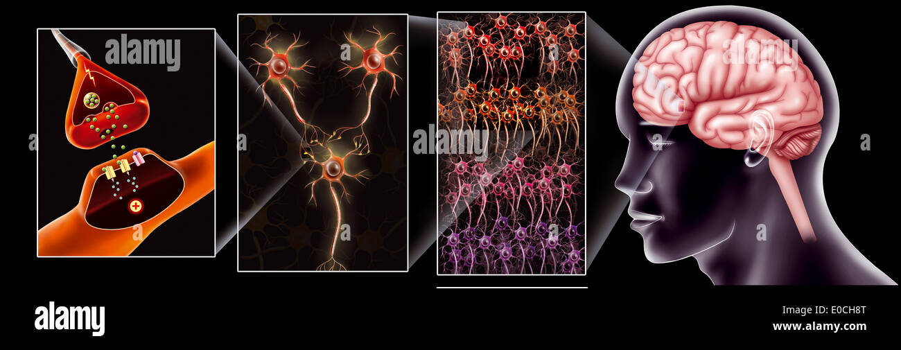 Schema di rete neuronale immagini e fotografie stock ad alta ...