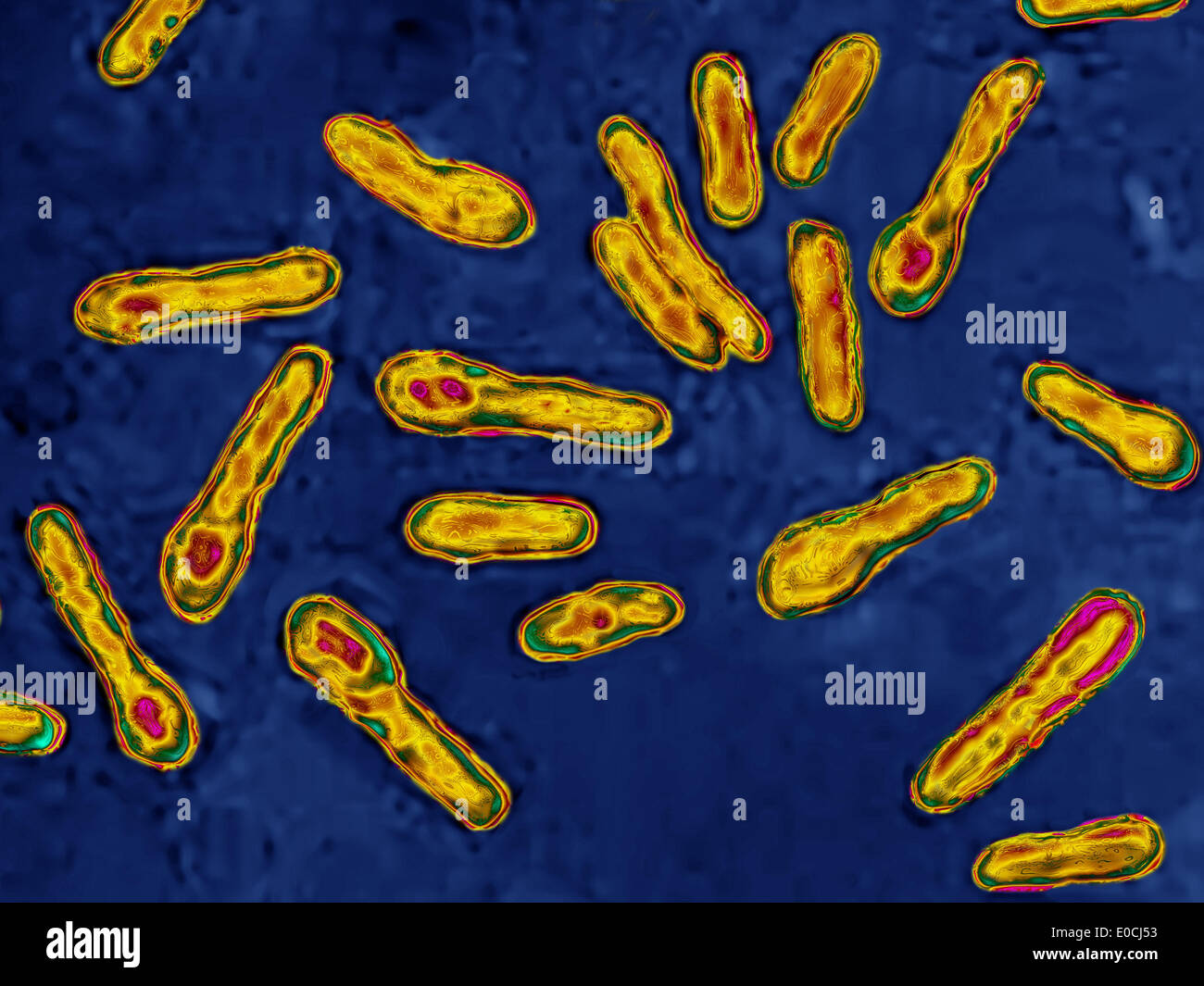 Clostridium Sp Immagini e Fotos Stock - Alamy