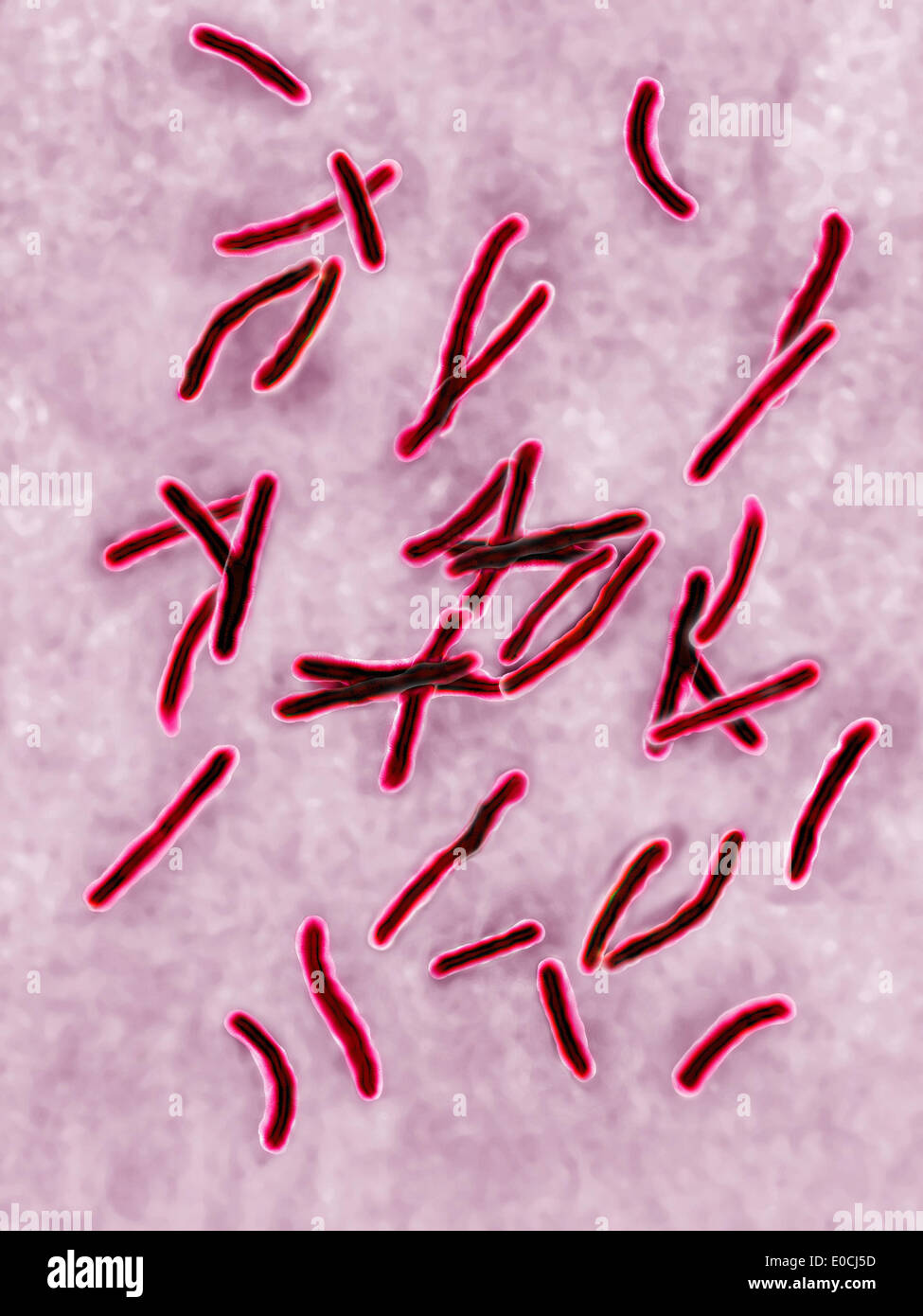 Mycobacterium tuberculosis gram positive immagini e fotografie stock ad ...