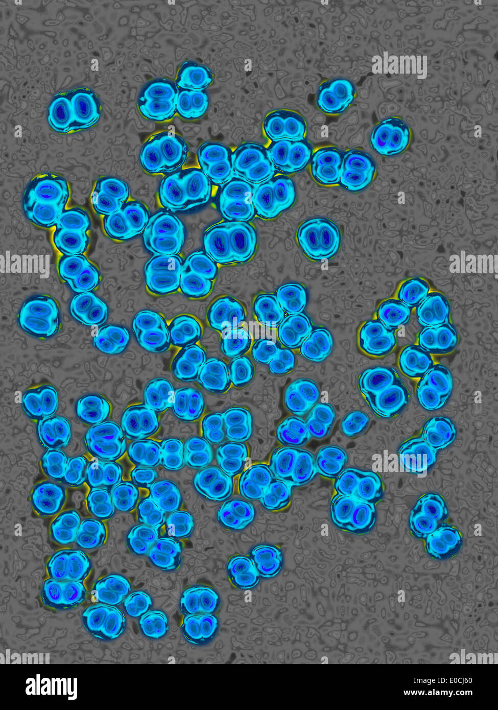 Neisseria Sp Immagini e Fotos Stock - Alamy