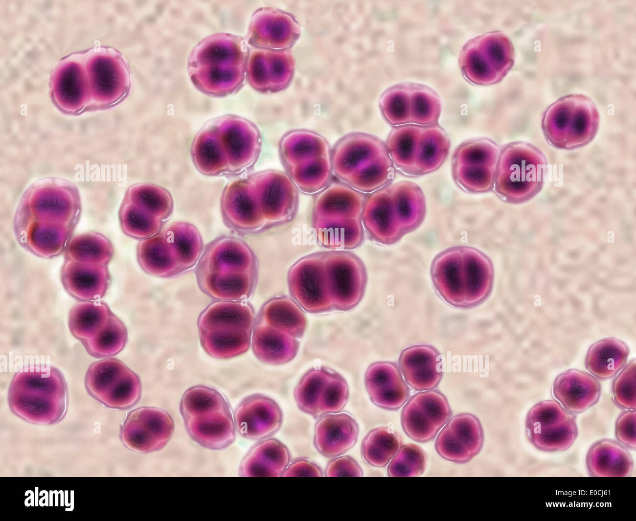 Neisseria sp immagini e fotografie stock ad alta risoluzione - Alamy