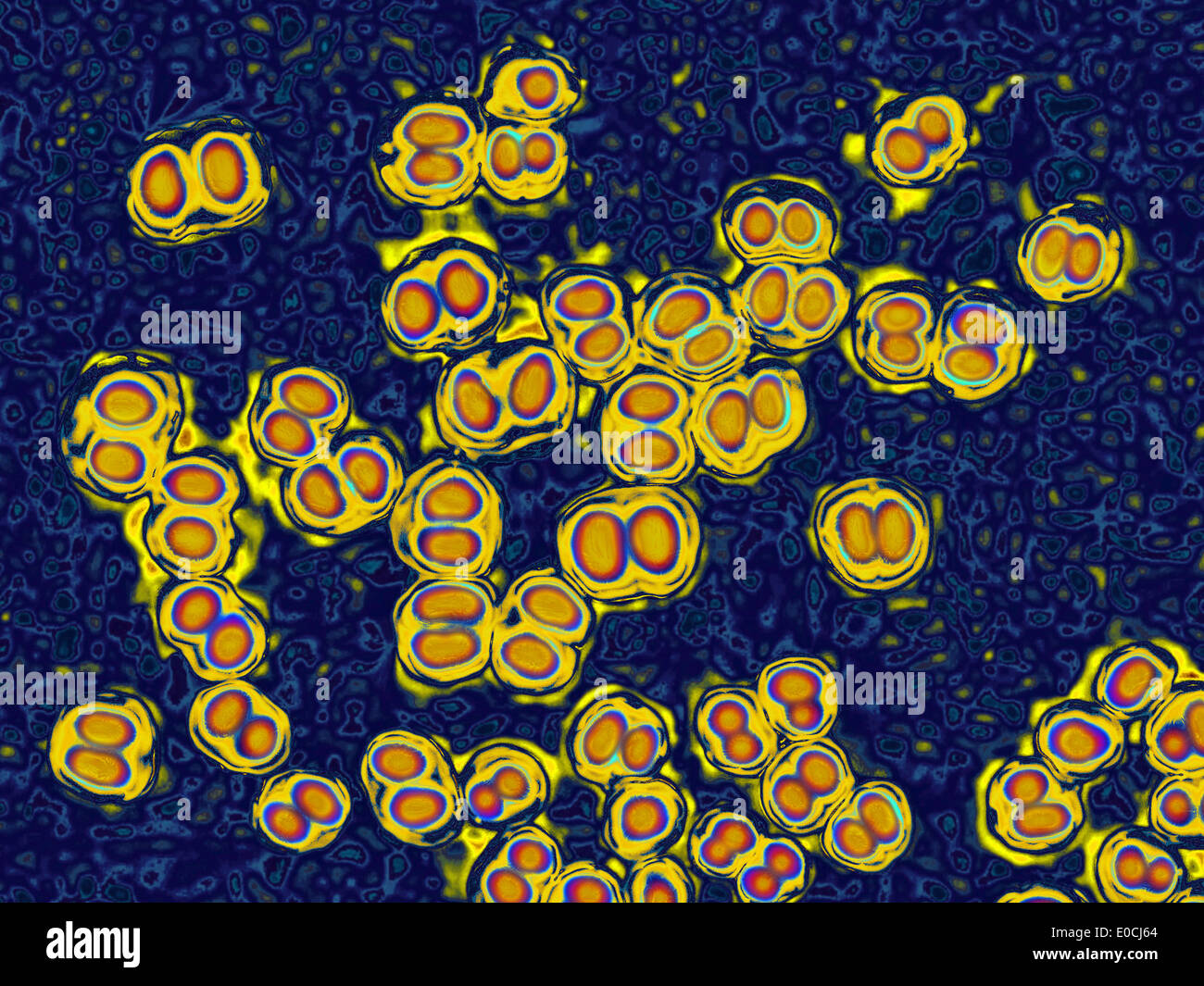 Neisseria sp immagini e fotografie stock ad alta risoluzione - Alamy