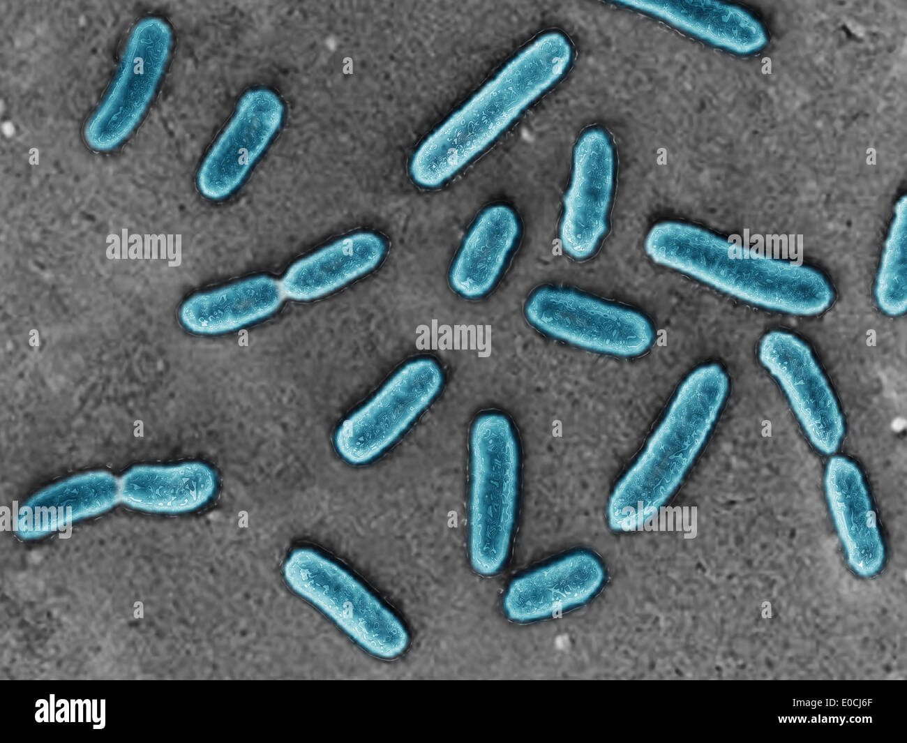 Pseudomonas aeruginosa immagini e fotografie stock ad alta risoluzione ...