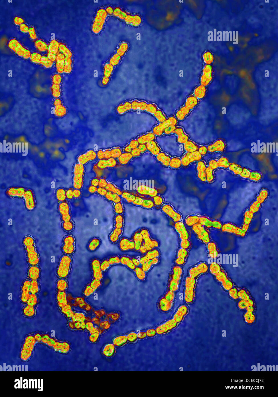 Streptococcus pyogenes gruppo a immagini e fotografie stock ad alta ...