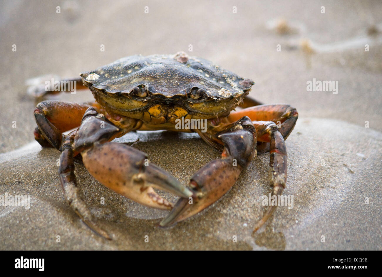 Granchio portunide immagini e fotografie stock ad alta risoluzione - Alamy