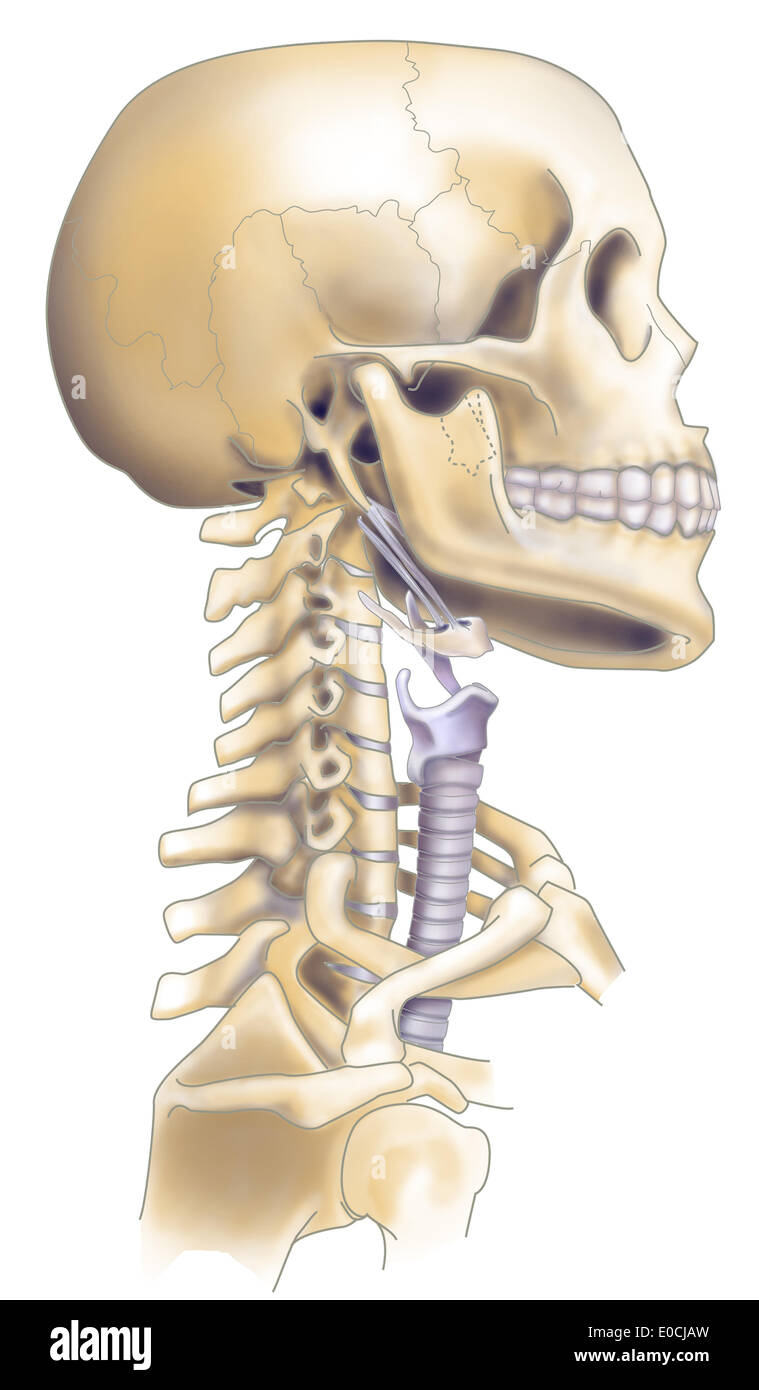 Testa di scheletri immagini e fotografie stock ad alta risoluzione - Alamy