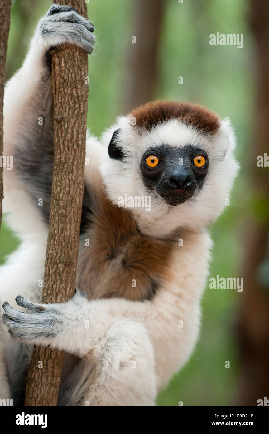 Fauna Selvatica Del Madagascar Immagini e Fotos Stock - Alamy