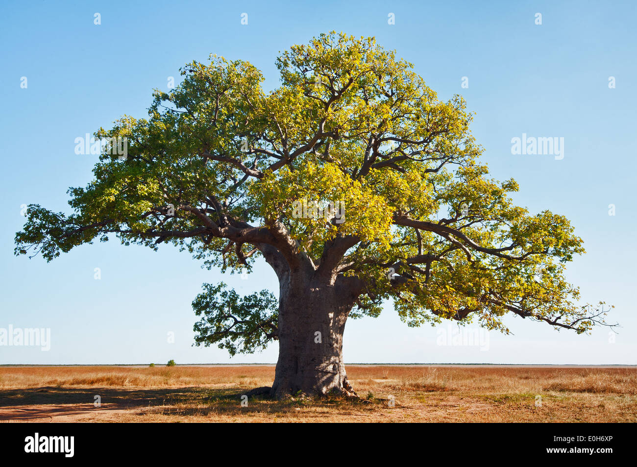 Boab trees immagini e fotografie stock ad alta risoluzione - Alamy