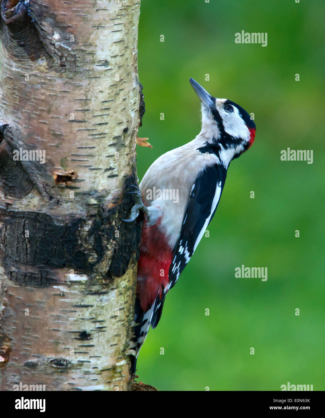 Foto picchio rosso maggiore immagini e fotografie stock ad alta ...