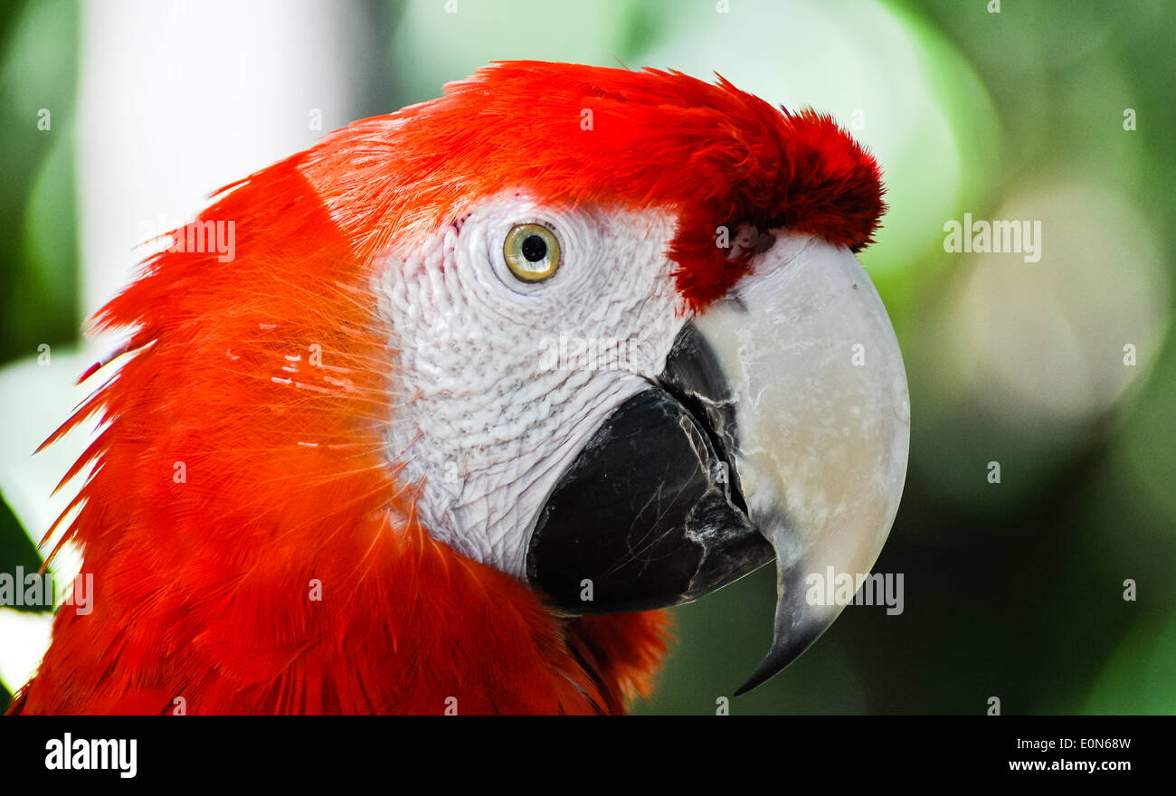 Uccelli dalla testa rossa immagini e fotografie stock ad alta ...