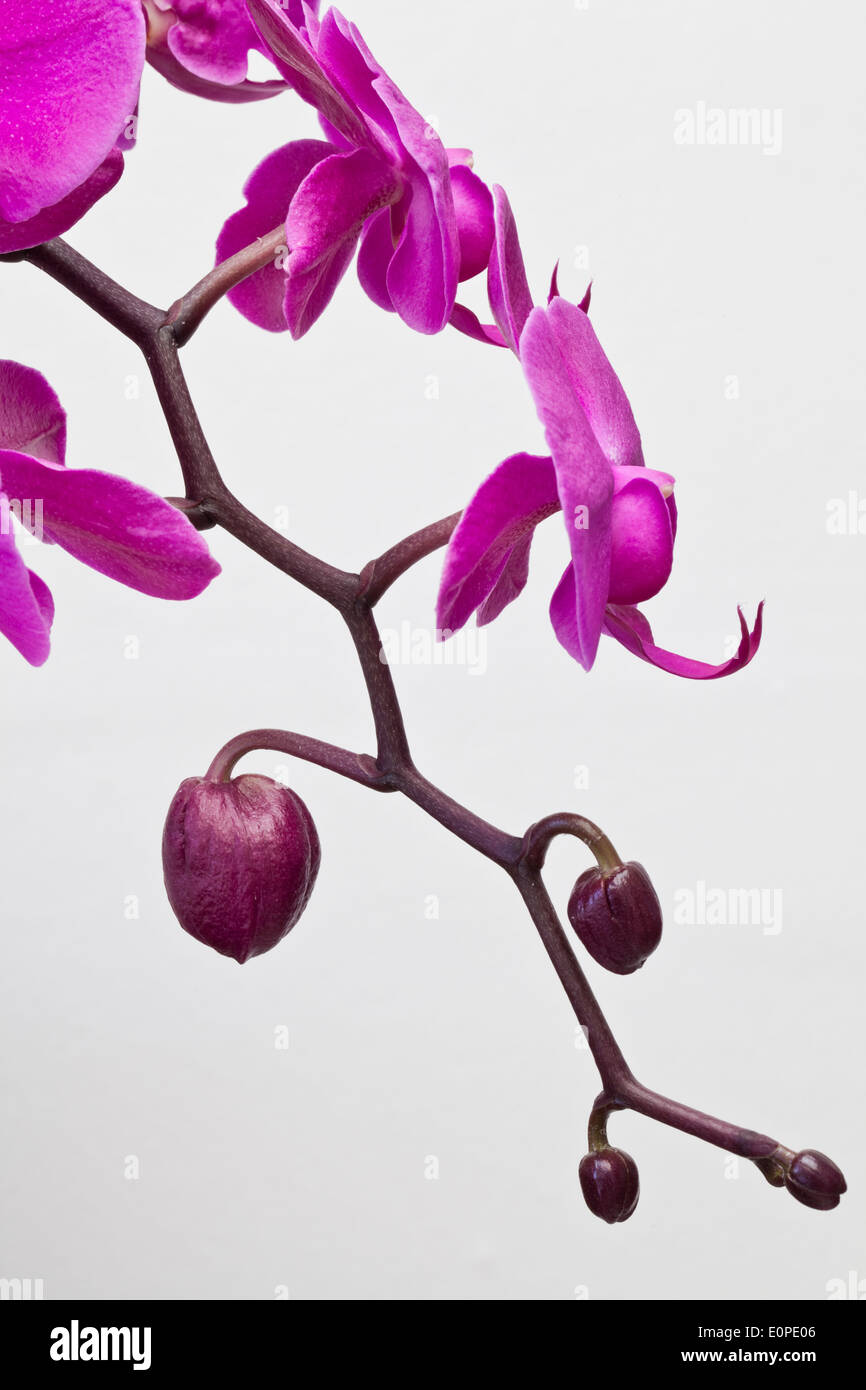 Ramo di orchidea immagini e fotografie stock ad alta risoluzione - Alamy