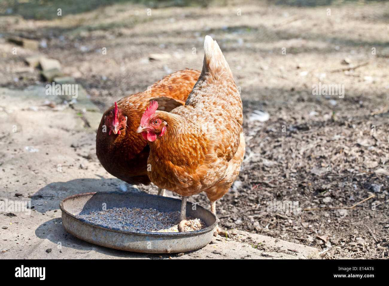 Le galline fanno immagini e fotografie stock ad alta risoluzione - Alamy