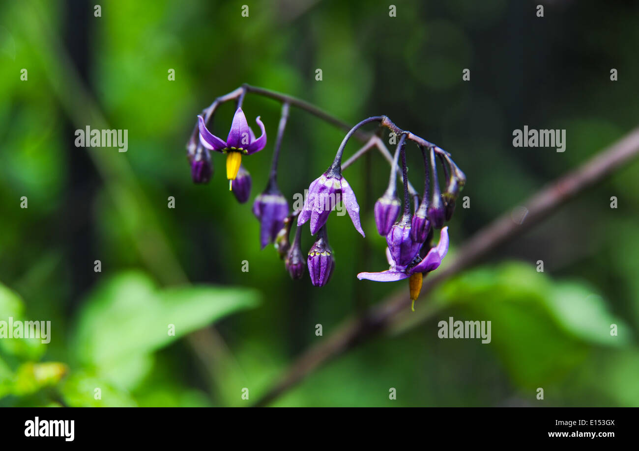 La belladonna Pianta e fiore (Belladonna) noto come uno dei più piante ...