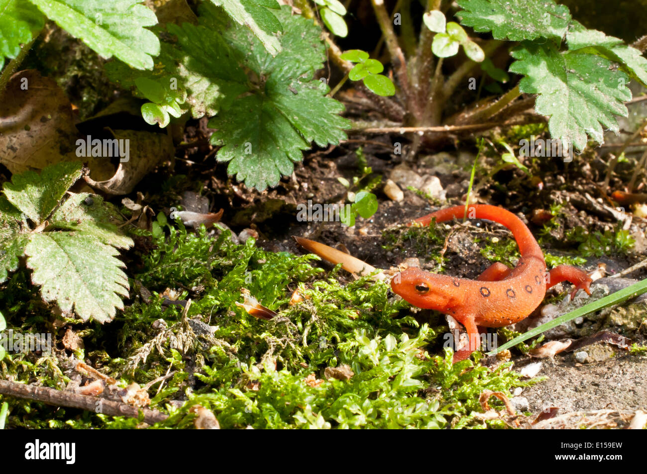 Red eft newt immagini e fotografie stock ad alta risoluzione - Alamy