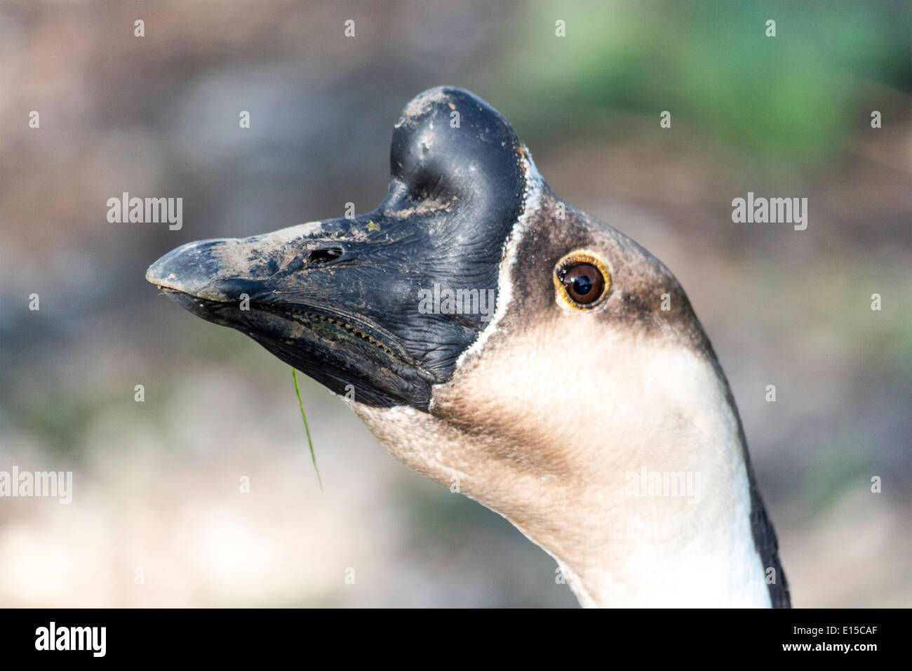 Testa di cinese immagini e fotografie stock ad alta risoluzione - Alamy