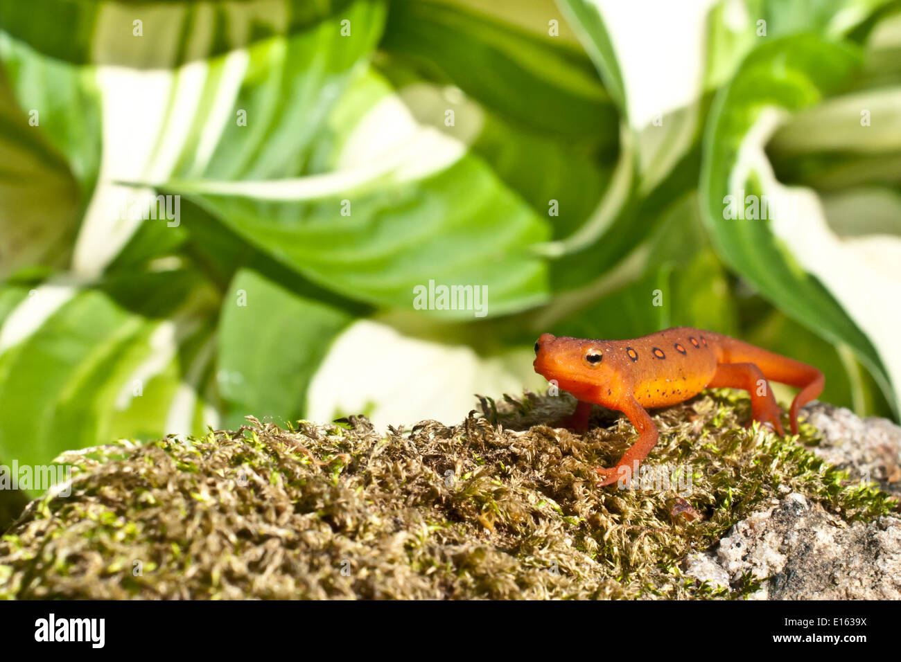 Red eft newt immagini e fotografie stock ad alta risoluzione - Alamy