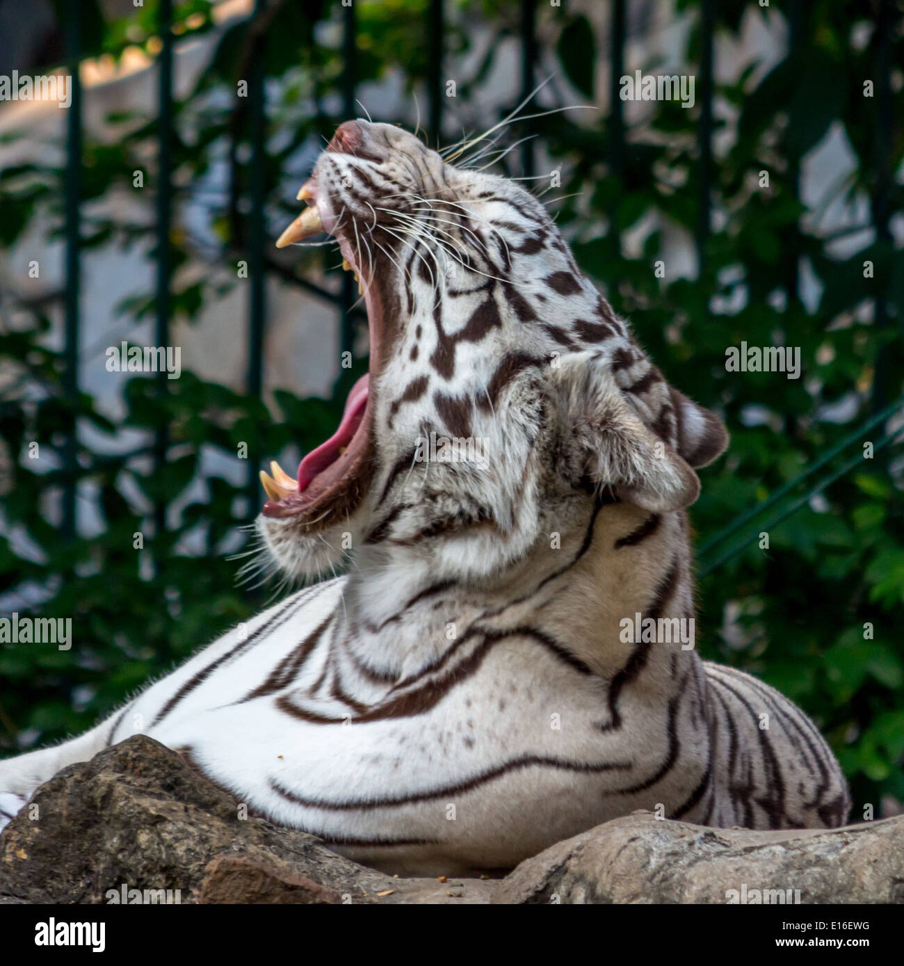 Tigre assassina bianca immagini e fotografie stock ad alta risoluzione ...