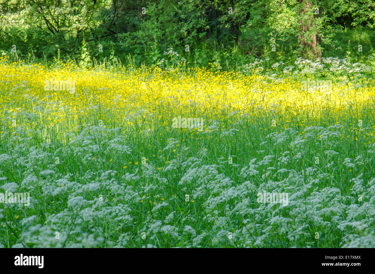 Prato con fiori di campo immagini e fotografie stock ad alta ...