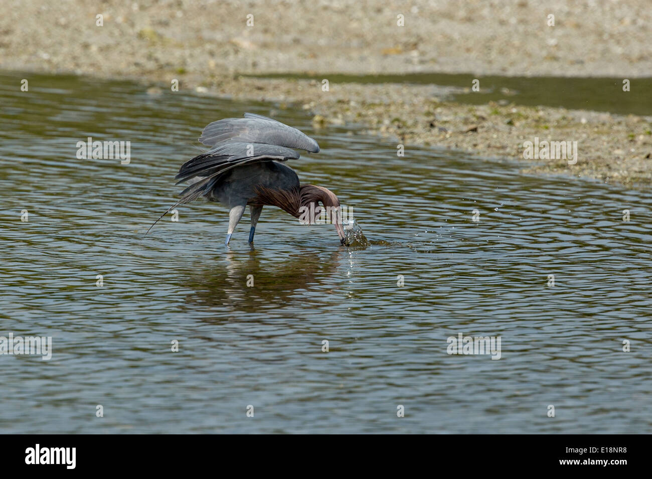 Bolletta della pesca immagini e fotografie stock ad alta risoluzione ...
