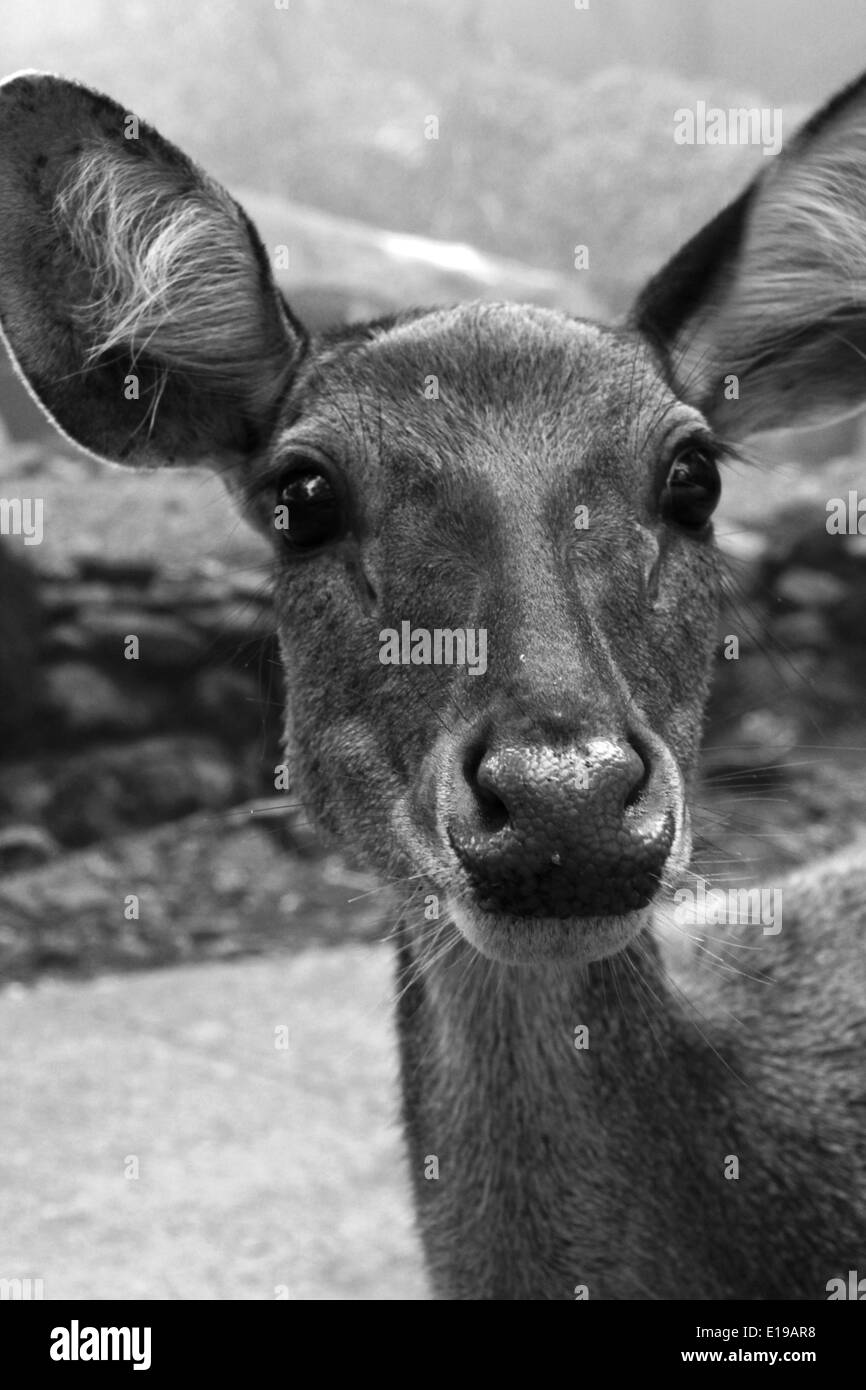 Cervo meraviglioso immagini e fotografie stock ad alta risoluzione - Alamy