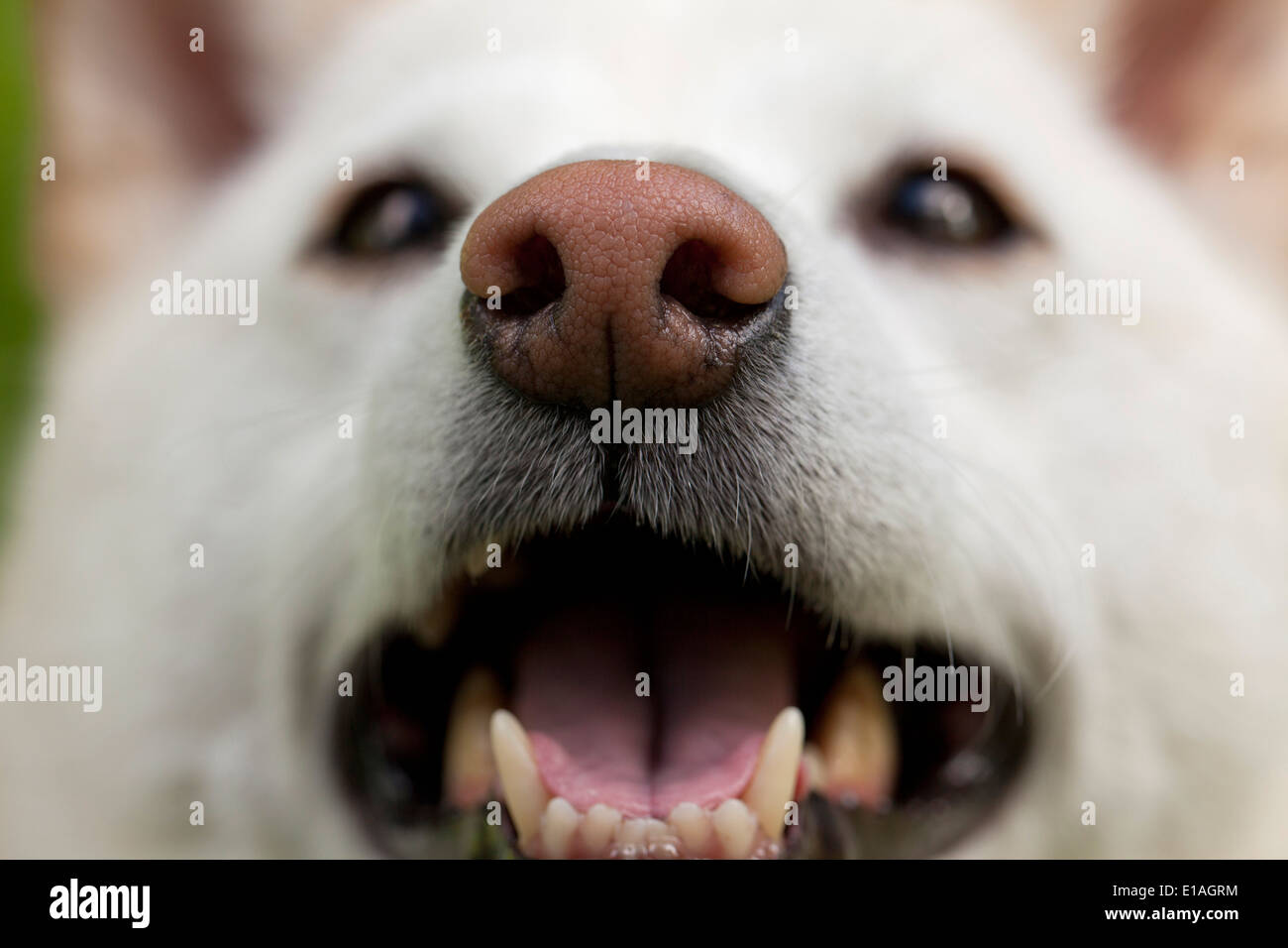 Muso di cani immagini e fotografie stock ad alta risoluzione - Alamy
