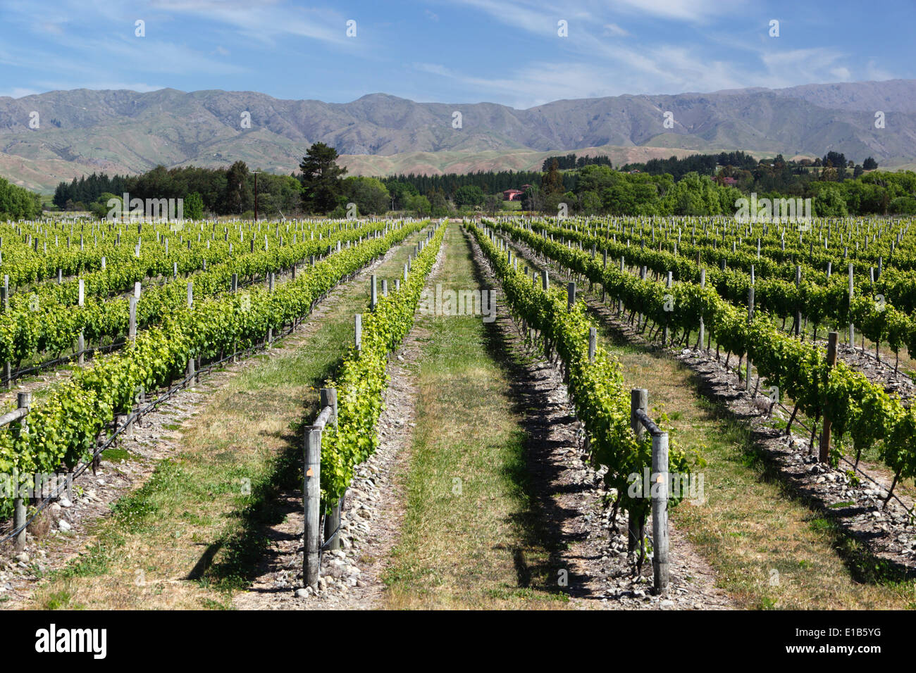Nz vigneti immagini e fotografie stock ad alta risoluzione - Alamy