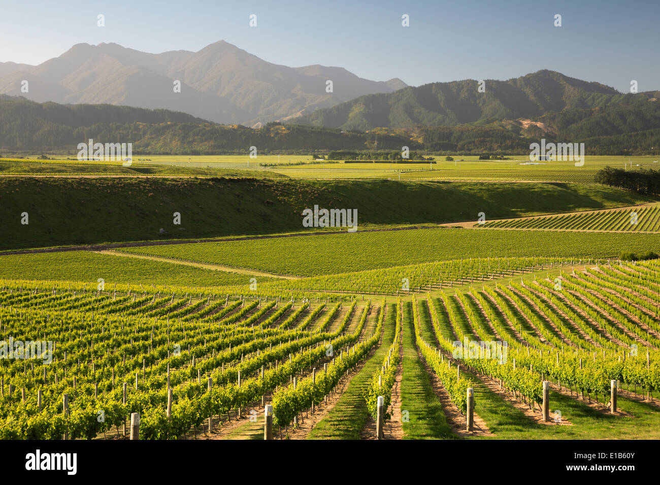 Nz vigneti immagini e fotografie stock ad alta risoluzione - Alamy