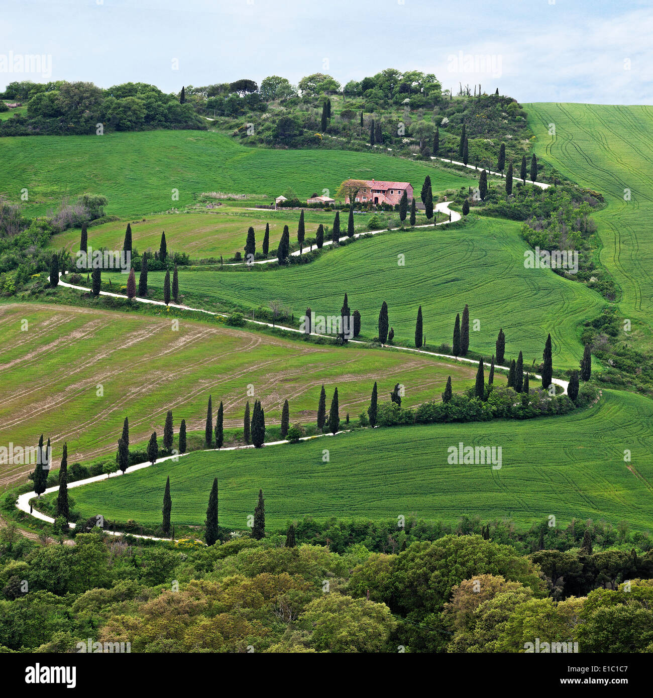 Cypress strada alberata vicino La Foce, Toscana Italia Foto stock - Alamy