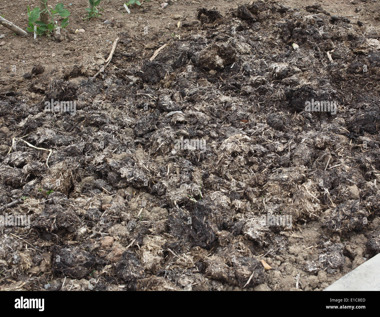 Spargere letame immagini e fotografie stock ad alta risoluzione - Alamy